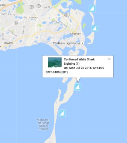 App Alerts Boaters to Great White Shark on Cape Cod - Falmouth, MA Patch