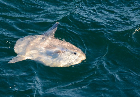 Sunfish Captured in Rare Breaching Off Cape Cod - Barnstable, MA Patch
