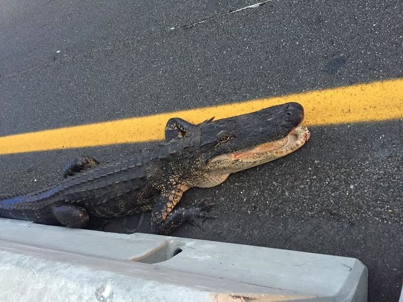 Gator Crossing, Mistaken For Meth, Home Alone: Weird Florida - New Port ...