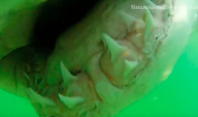 Shark Sighting At Cape Cod Beach: Swimmers Flee | Plymouth, MA Patch