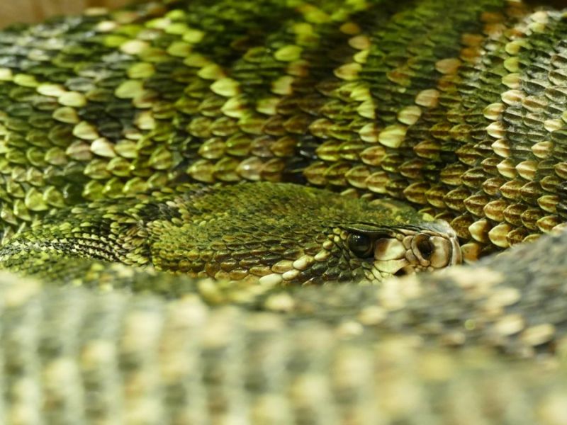 6-Foot Snake Found Slithering On Delco Driveway - Springfield, PA Patch