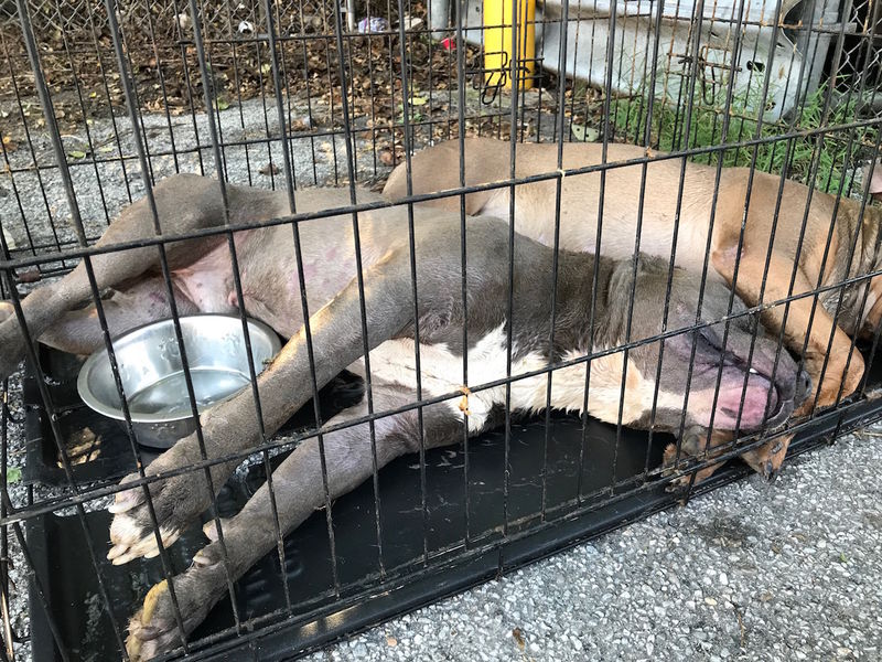 Pit Bulls Found Dead In Crate In Port Washington | Port Washington, NY ...