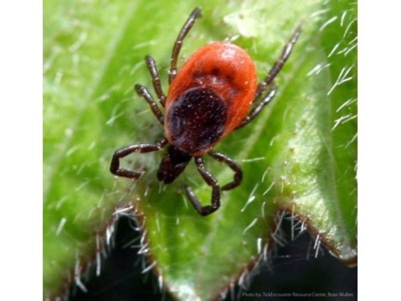 Dangerous Tick-Borne Disease Spreads To MA, CDC Warns | Boston, MA Patch