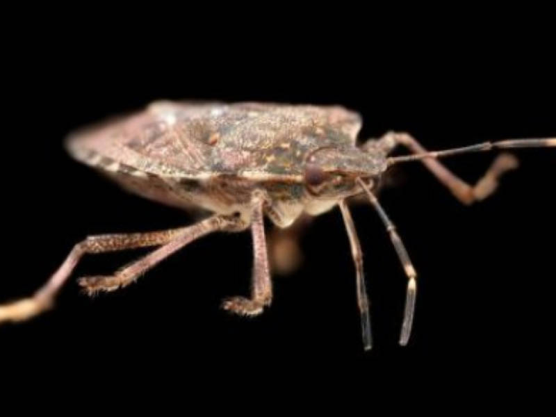 Stink Bug Season Is Back: Here's How To Get Rid Of Them | Boston, MA Patch