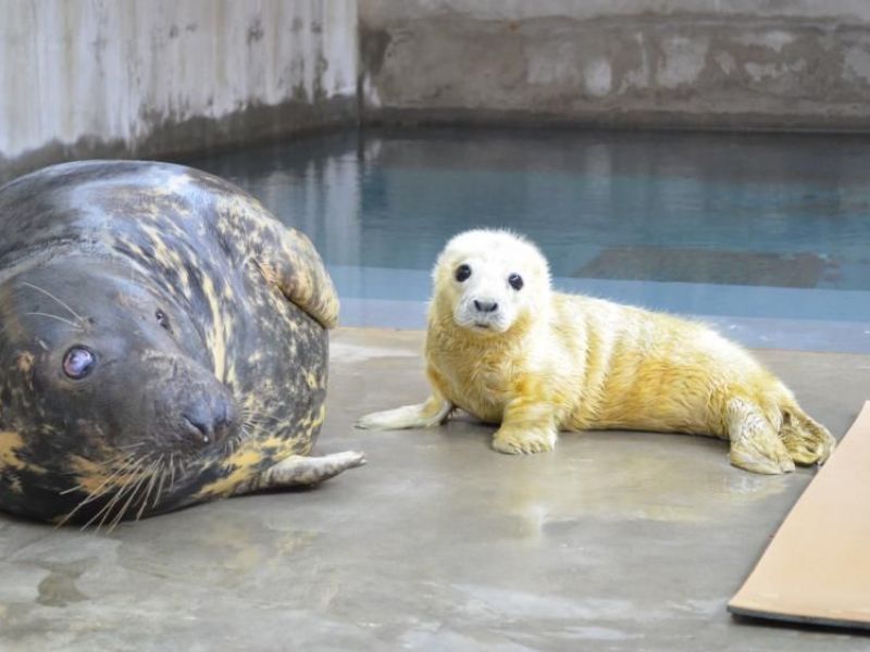 Adorable Baby Seal Born At National Zoo In DC - Washington DC, DC Patch