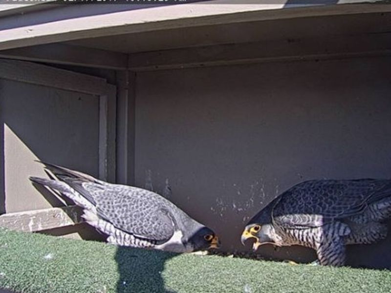Watch the Live Peregrine Falcon Webcam in Racine County - Mount ...