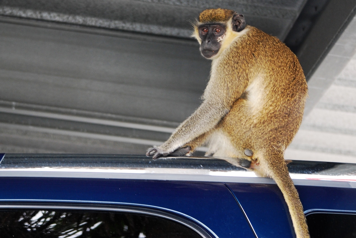 Flying Monkeys? Primates Flourish Near Fort Lauderdale Airport | Miami ...
