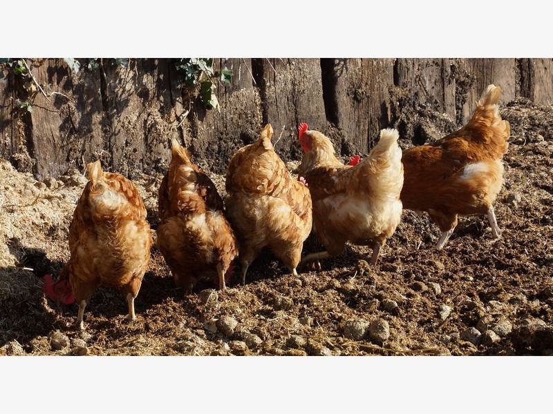 Let's smackdown the ditch chickens | Page 2 | HuskerMax Forums