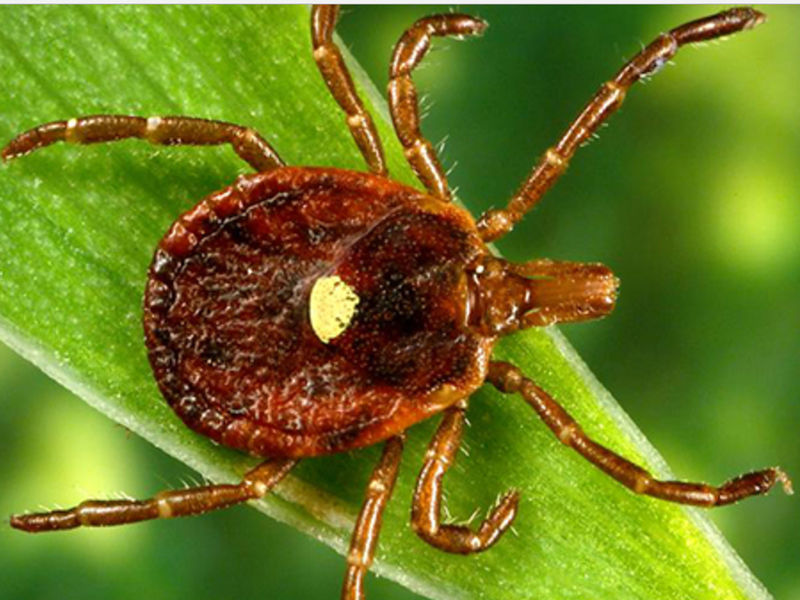 Another Tick-Borne Disease In NJ — With Potentially Strange Side ...