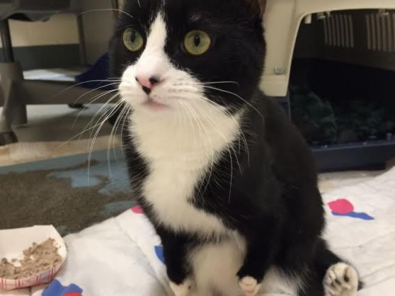 Ivan, The Cat With Deformed Legs, Still Has No Adopters - Jamaica Plain ...